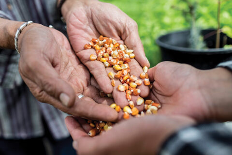 Dream of Wild Health - White Bear Lake Magazine