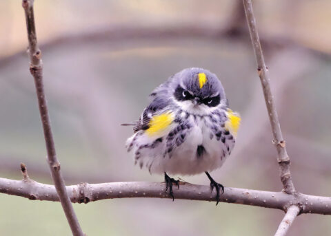 Home of the Wobbler - White Bear Lake Magazine